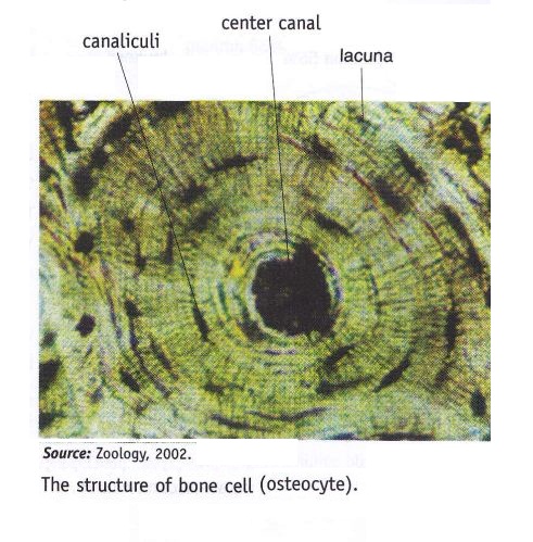 Types OF Skeletal Tissue ~ New Science Biology