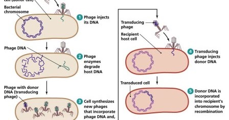 Bacterial Transduction - Generalized and Specialized ~ Biology Exams 4 U