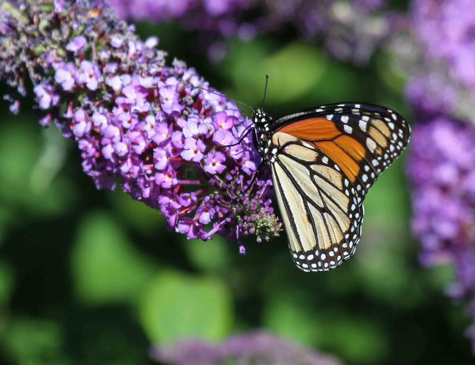 Gale s Photo And Birding Blog The Rare Monarch Butterfly gale-s-photo-and-birding-blog-the-rare-monarch-butterfly