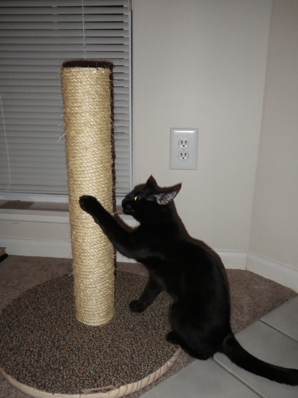 Billie s Blog Making My Own Cat Scratch Post billie-s-blog-making-my-own-cat-scratch-post