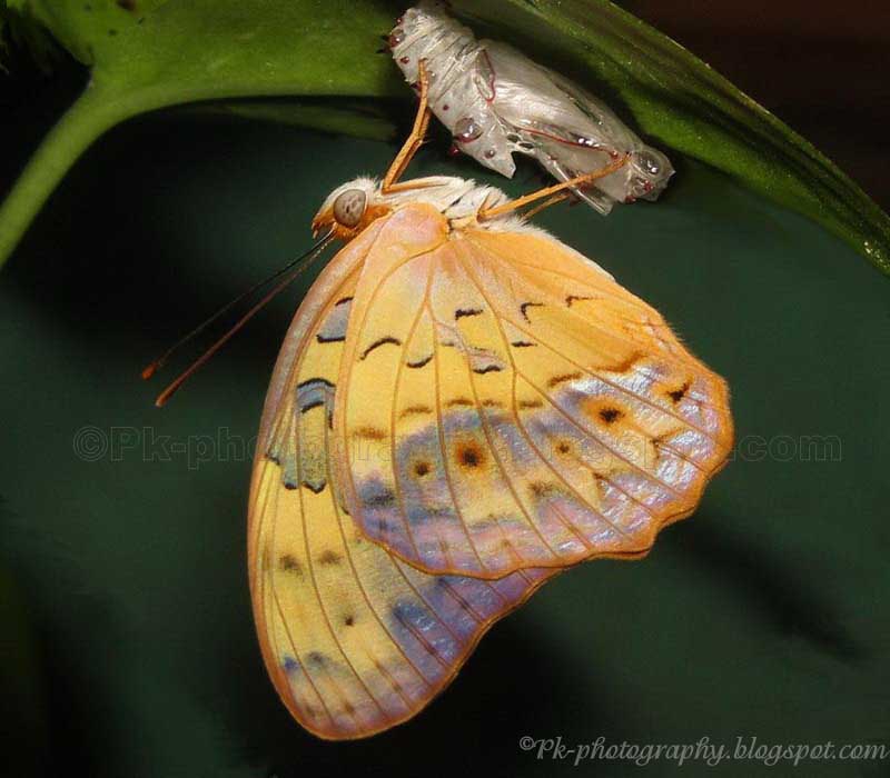 Common Leopard Butterfly Nature Cultural And Travel Photography Blog common-leopard-butterfly-nature-cultural-and-travel-photography-blog