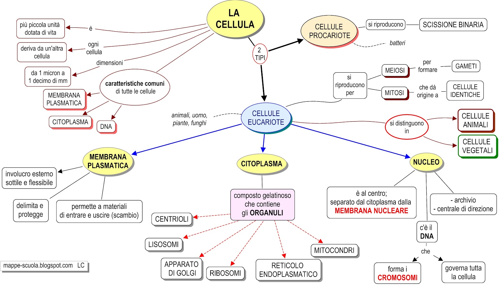 MAPPE per la SCUOLA: LA CELLULA, EUCARIOTA e PROCARIOTA MAPPE per la SCUOLA: LA CELLULA, EUCARIOTA e PROCARIOTA