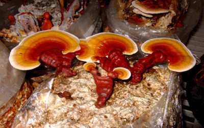 Reishi gljiva je pravi prirodni lijek protiv raka – Biljna Ljekarna