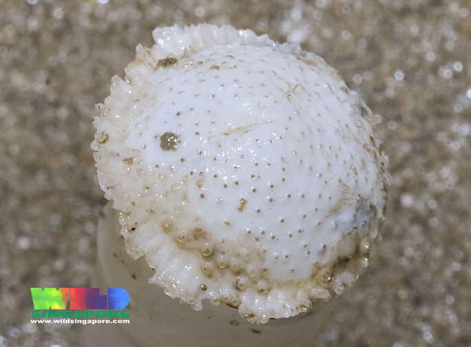 Real Monstrosities: Watering Pot Shell