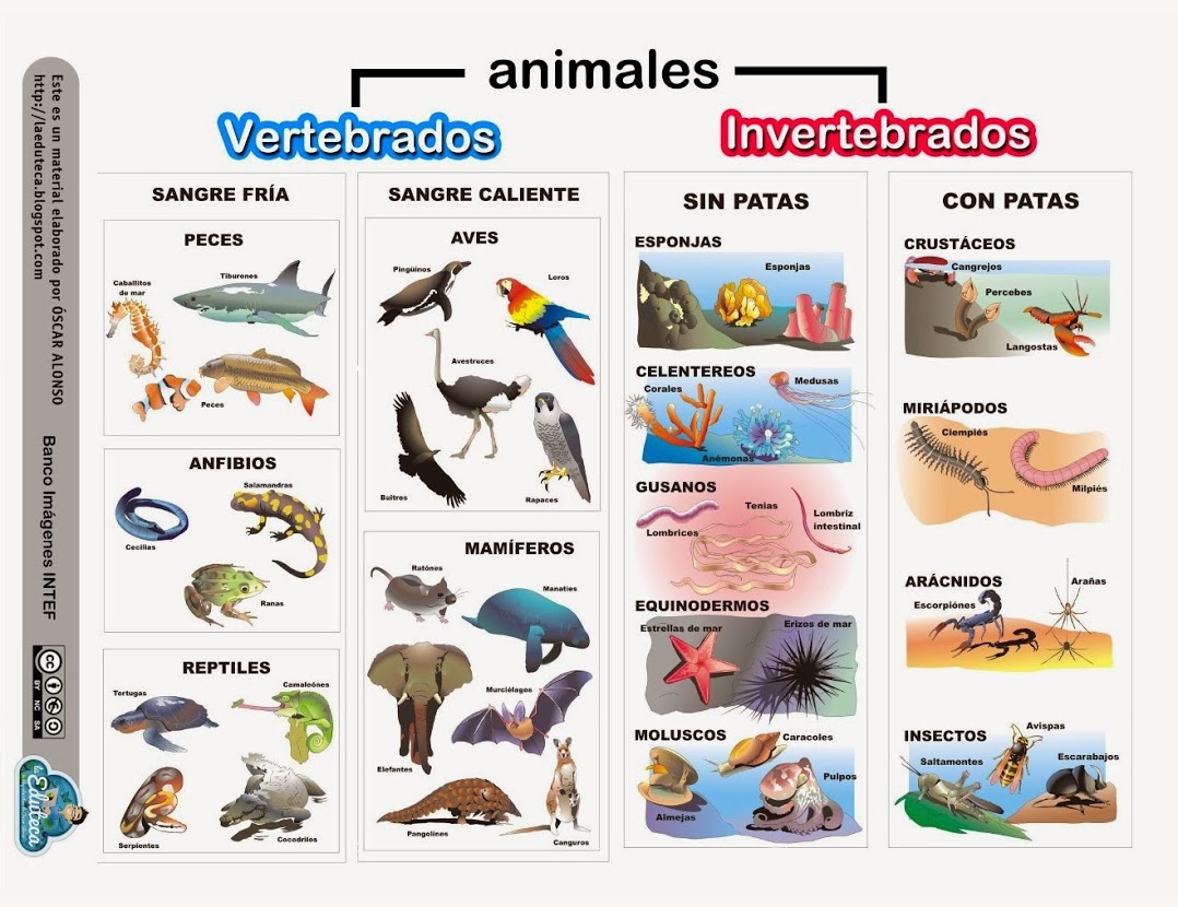 Los listillos de la clase: ANIMALES VERTEBRADOS E INVERTEBRADOS