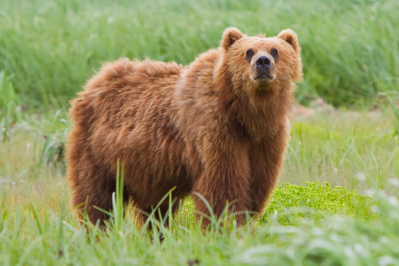 Bears Interesting And Amazing All Facts Animals Lover bears-interesting-and-amazing-all-facts-animals-lover