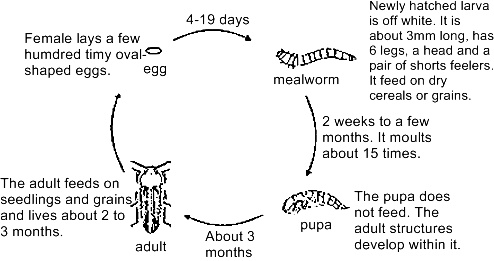 Crickets and Mealworms: Life Cycle of a mealworms