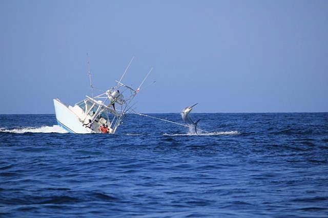 The Best Shark Dive in the World!: Marlin sinks Boat!