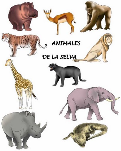 Animales salvajes con nombres - Imagui