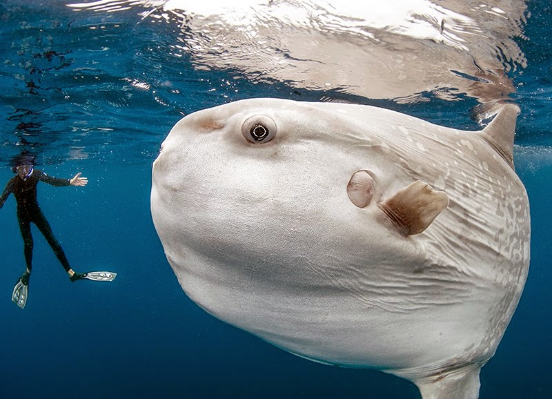No Mar Profundo: Peixe-Lua