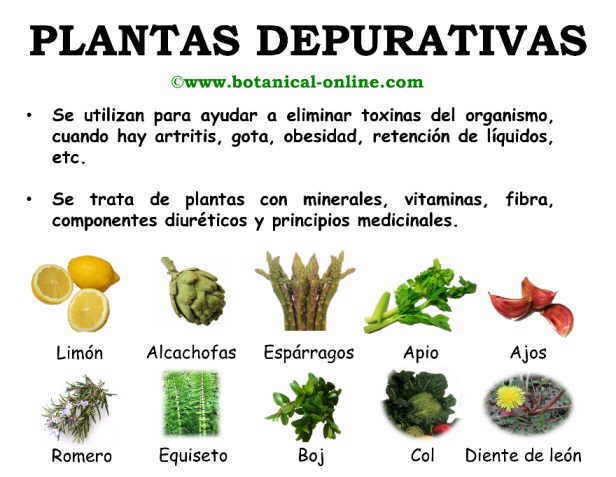 descubriendo las plantas medicinales: PLANTAS Y SUS PROPIEDADES