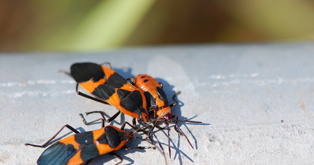 Urban Wildlife Guide: Milkweed Bugs, Large & Small