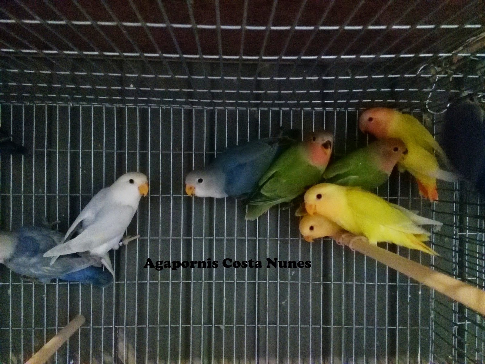 Agapornis Costa Nunes : crias ca de casa 1-marbled violeta 1-opalina palida com psitacina 1 ...