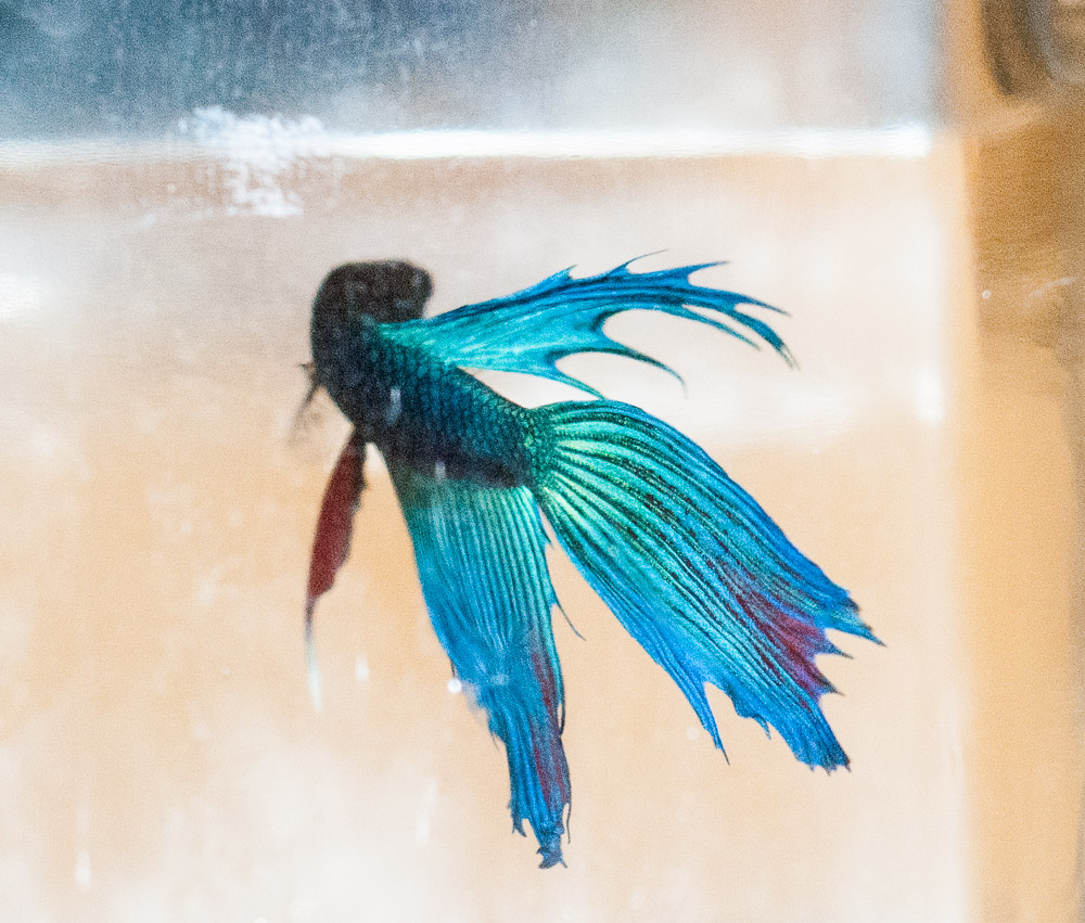 Committed Stitcher: Office Fish!