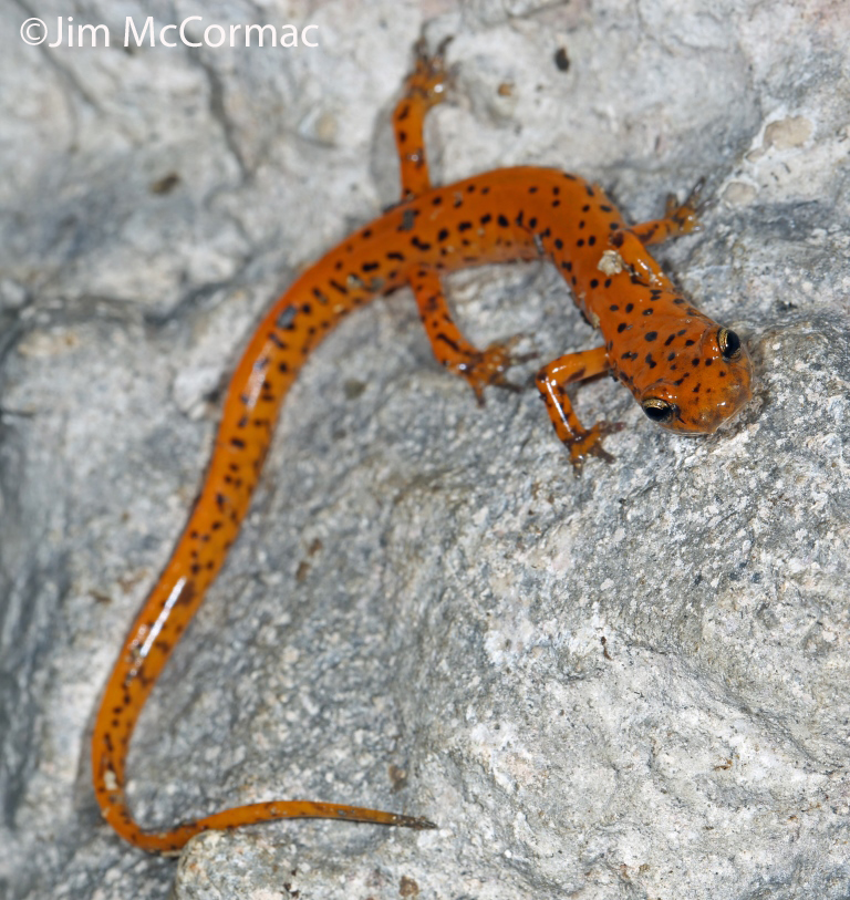 Cave Salamander