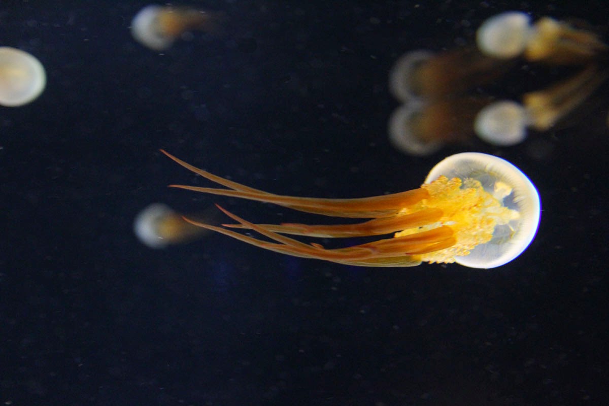 Exhibit Galleries Blog