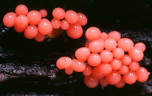 Biomimicry For Designers SLIME MOLD biomimicry-for-designers-slime-mold
