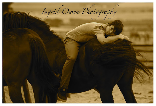 Ingrid Owen Photography: Horses- Steadfast Stud and Serenity Equestrian Lifestyle Centre