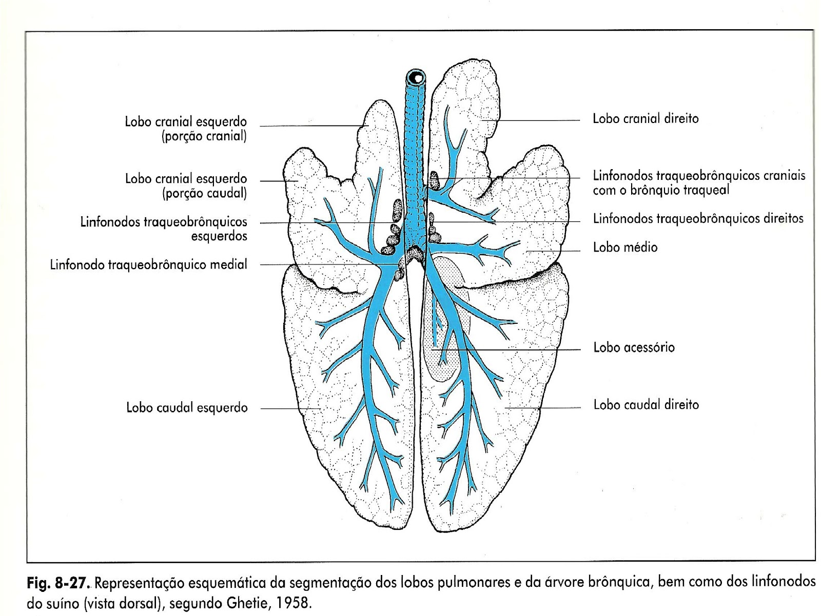 Medicina Veterinária: SISTEMA RESPIRATÓRIO