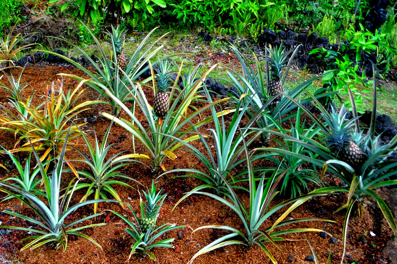Haysmer Hawaii: Pineapple Patch