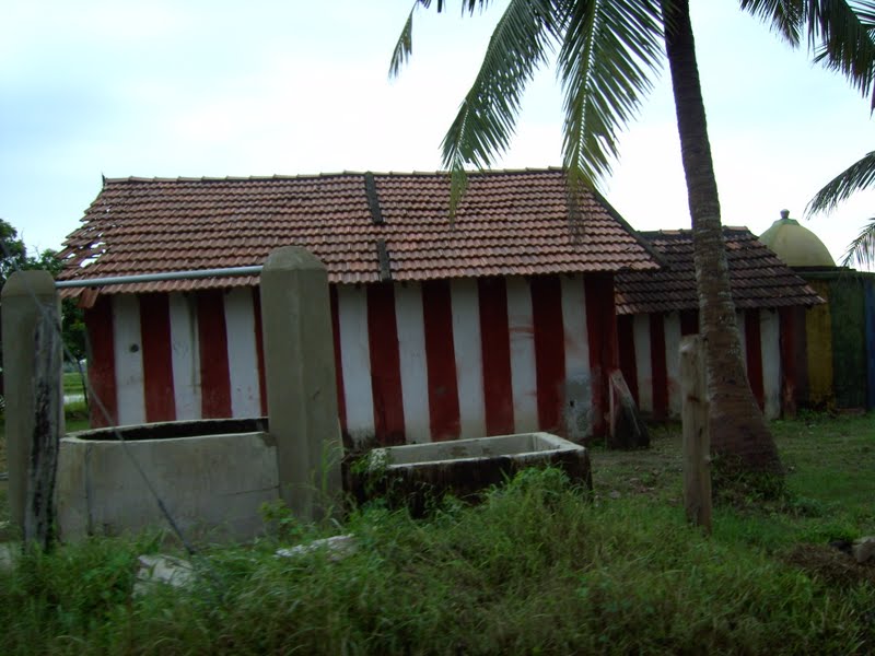 Adampan,Aandankulam | Mannar Photos