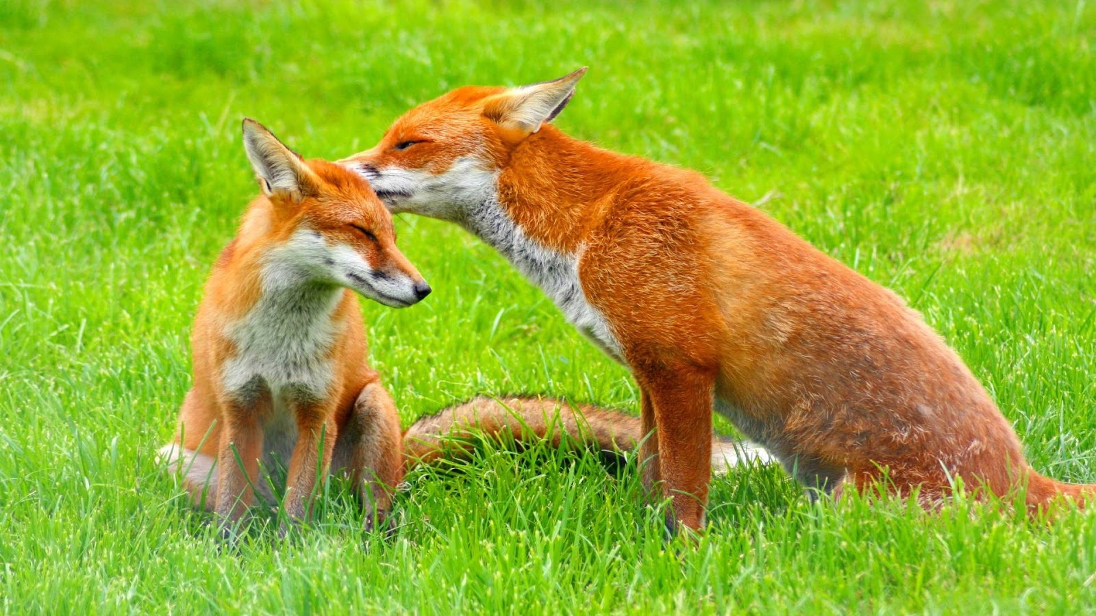 Fox Wallpapers And Amazing Facts We Love Nature And Creatures fox-wallpapers-and-amazing-facts-we-love-nature-and-creatures
