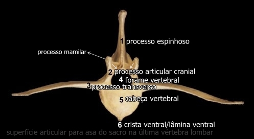 Curso de Medicina Veterinária: OSTEOLOGIA DAS VÉRTEBRAS, COSTELAS E ESTERNO