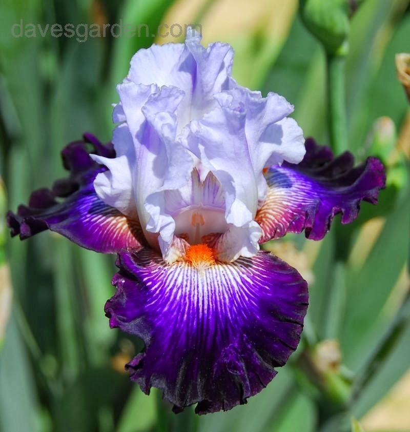 Flower Homes: Bearded irises Flowers