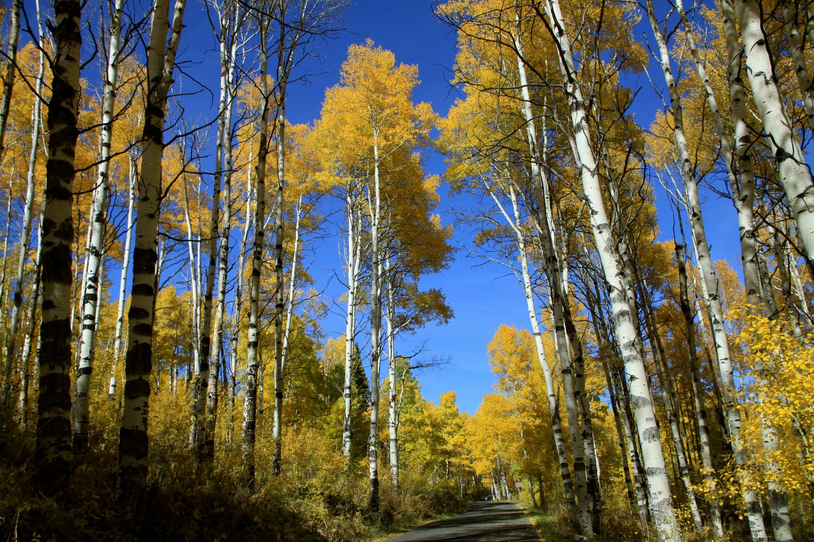 My Scenic Byway: Alpine Loop Scenic Byway My Scenic Byway: Alpine Loop Scenic Byway