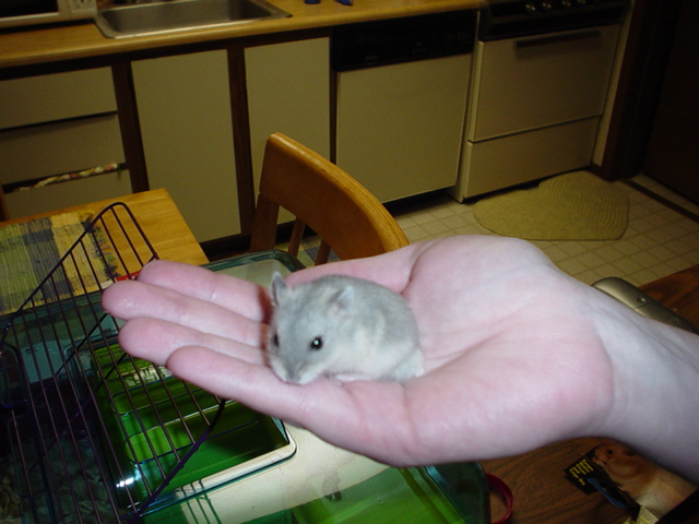 Dwarf Hamsters in the Classroom • Christi Fultz