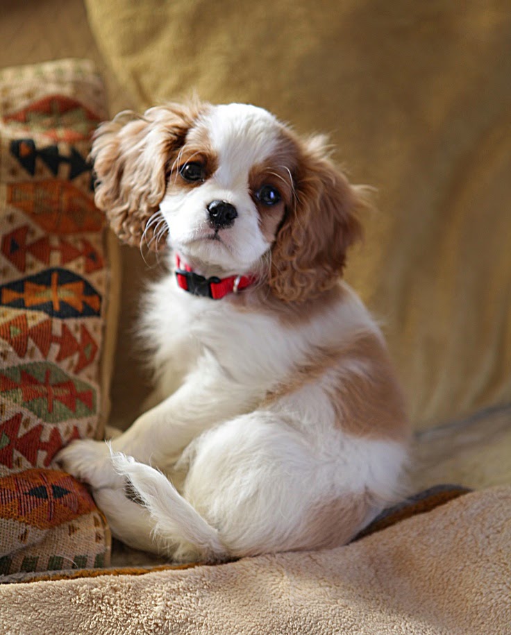 Cute Dogs And Cats Top 5 Dog Breeds That Are Only For Rich Owners cute-dogs-and-cats-top-5-dog-breeds-that-are-only-for-rich-owners