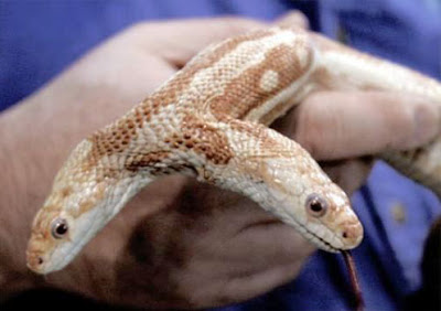 Conjoined twins animals Ever Seen Before | Life Style Pics