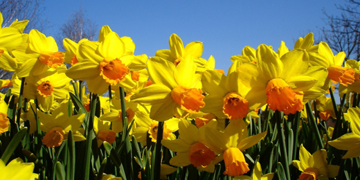 Twitter Headers 2014: Twitter Header - Yellow Flowers