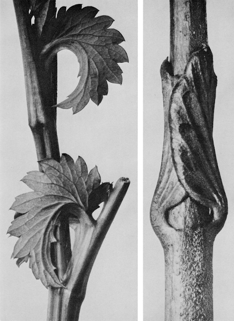 The Subversive Archaeologist Blossfeldt s Photography For Sale the-subversive-archaeologist-blossfeldt-s-photography-for-sale