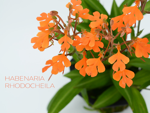 The Orchid Column: How to Grow Habenaria rhodocheila