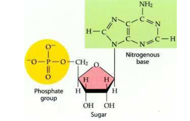 Biologi C HF-E 2011-2012: DNA-oprensning
