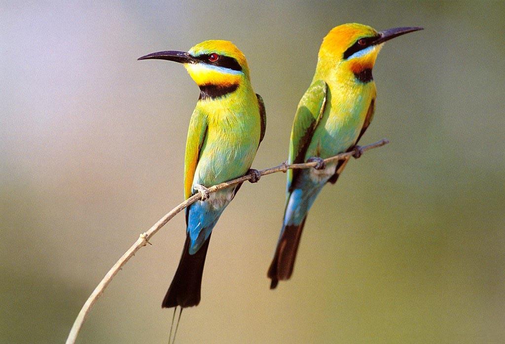 Latest Small Birds Wallpapers - Entertainment Only Latest Small Birds Wallpapers - Entertainment Only