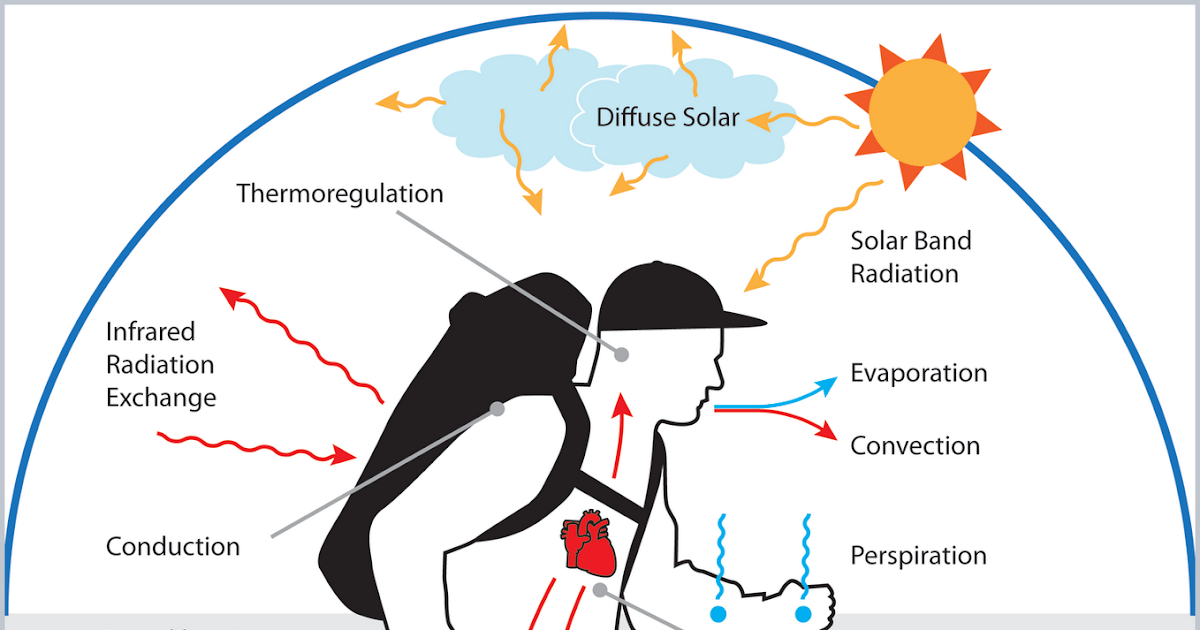 homeostasis: Thermoregulation