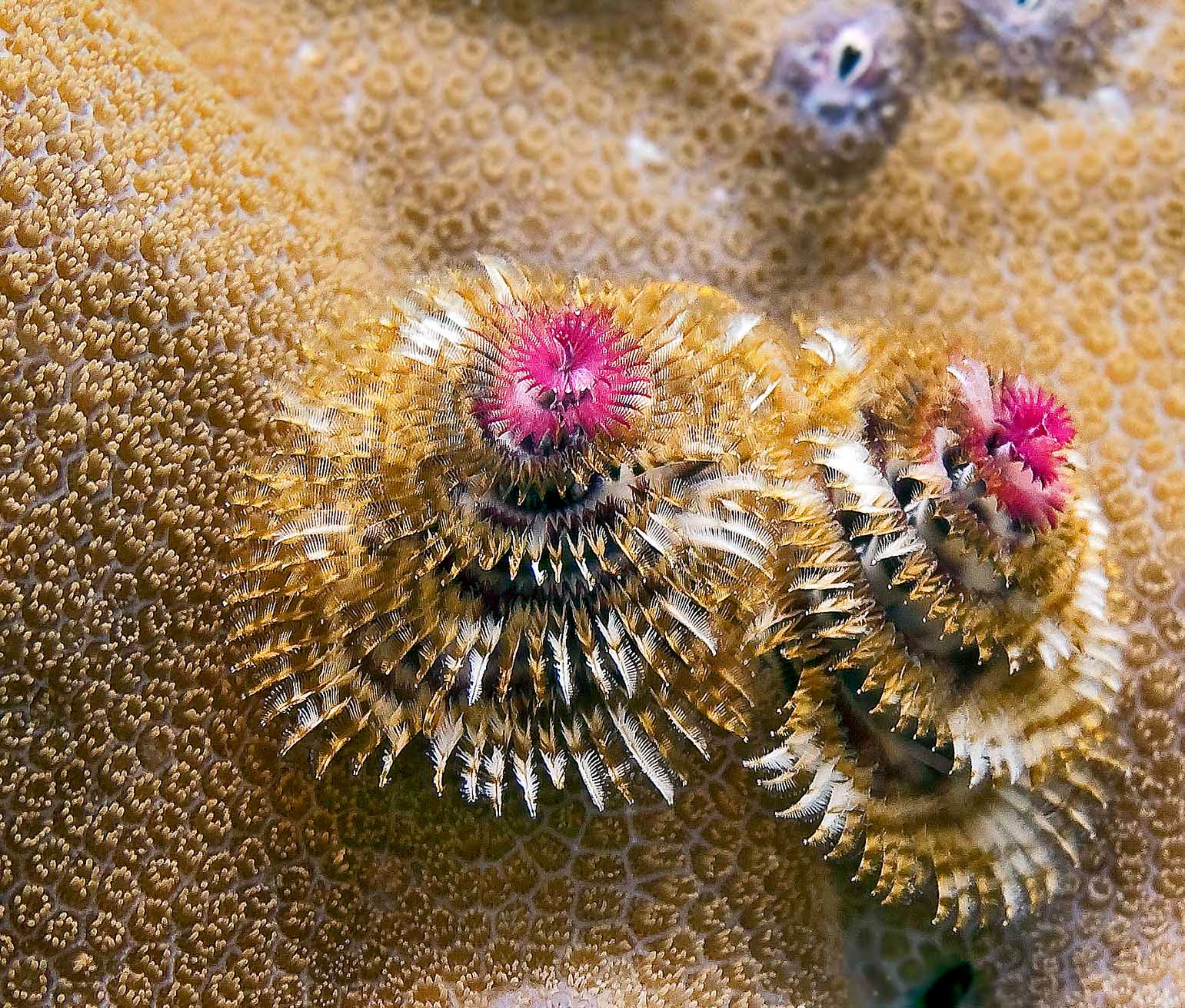 Hoolawhoop Christmas Tree Worms hoolawhoop-christmas-tree-worms