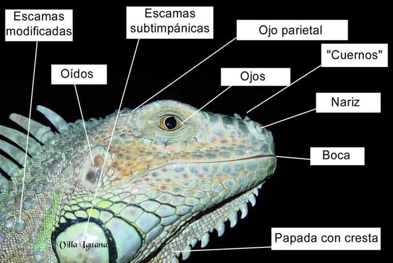 Villa Iguana: La biblia digital de las iguanas: La iguana ...