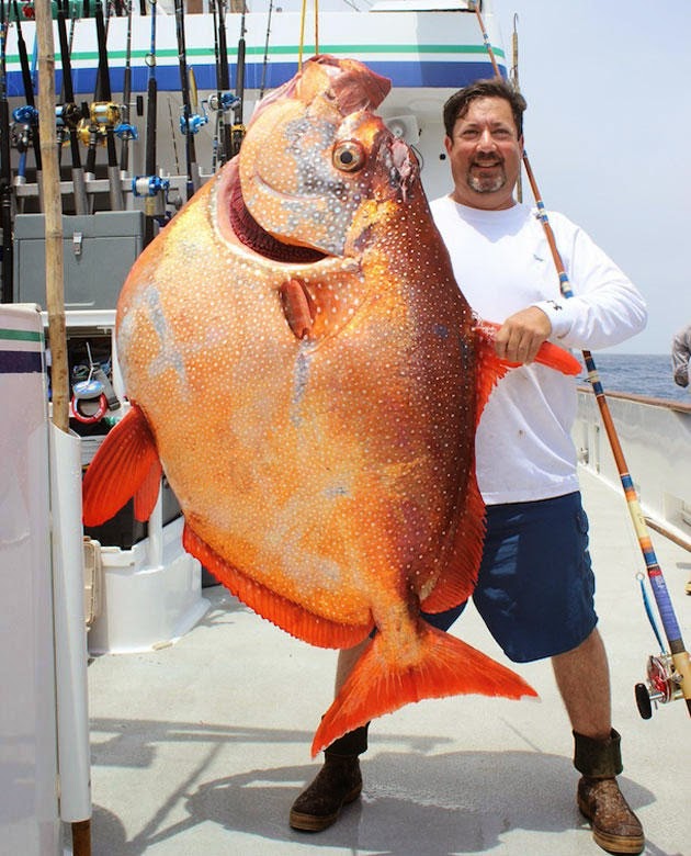 Welcome To Ibrahim Hassan's Blog: Rare Moonfish Catch Might Be A World Record