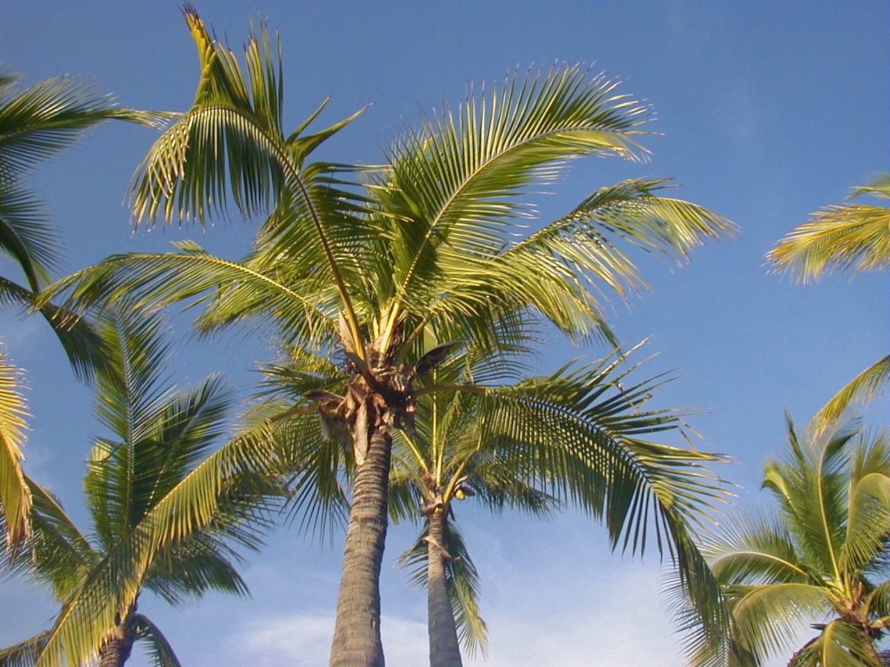 Vivencias: Palmeras Vivencias: Palmeras