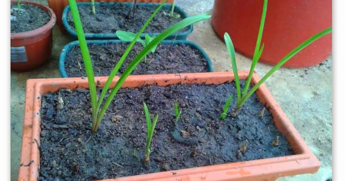 TanamSendiri.com -- Grow Your Own: Gambar Oleh Rakan Tanamsendiri ... TanamSendiri.com -- Grow Your Own: Gambar Oleh Rakan Tanamsendiri ...