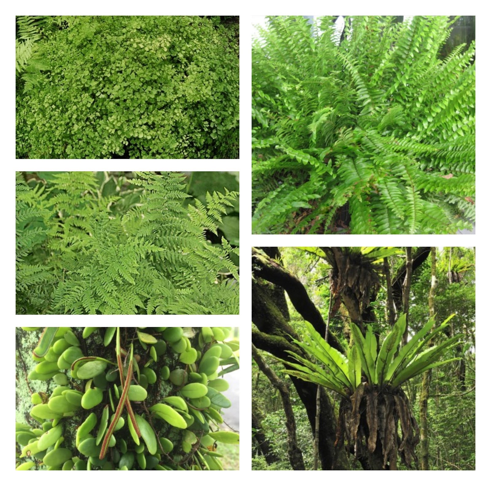 A Little Dose of Me: Collect 5 Different Ferns (*) A Little Dose of Me: Collect 5 Different Ferns (*)