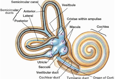 Rosivaldo Delfino: SISTEMA VESTIBULAR