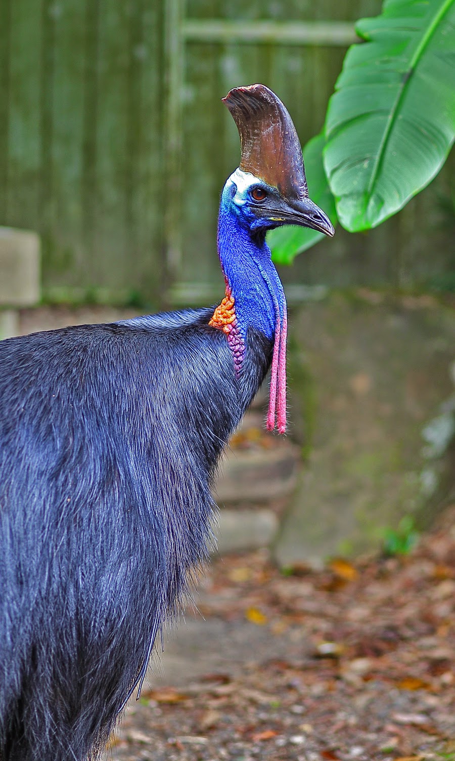 BunyipCo Cassowary Update bunyipco-cassowary-update