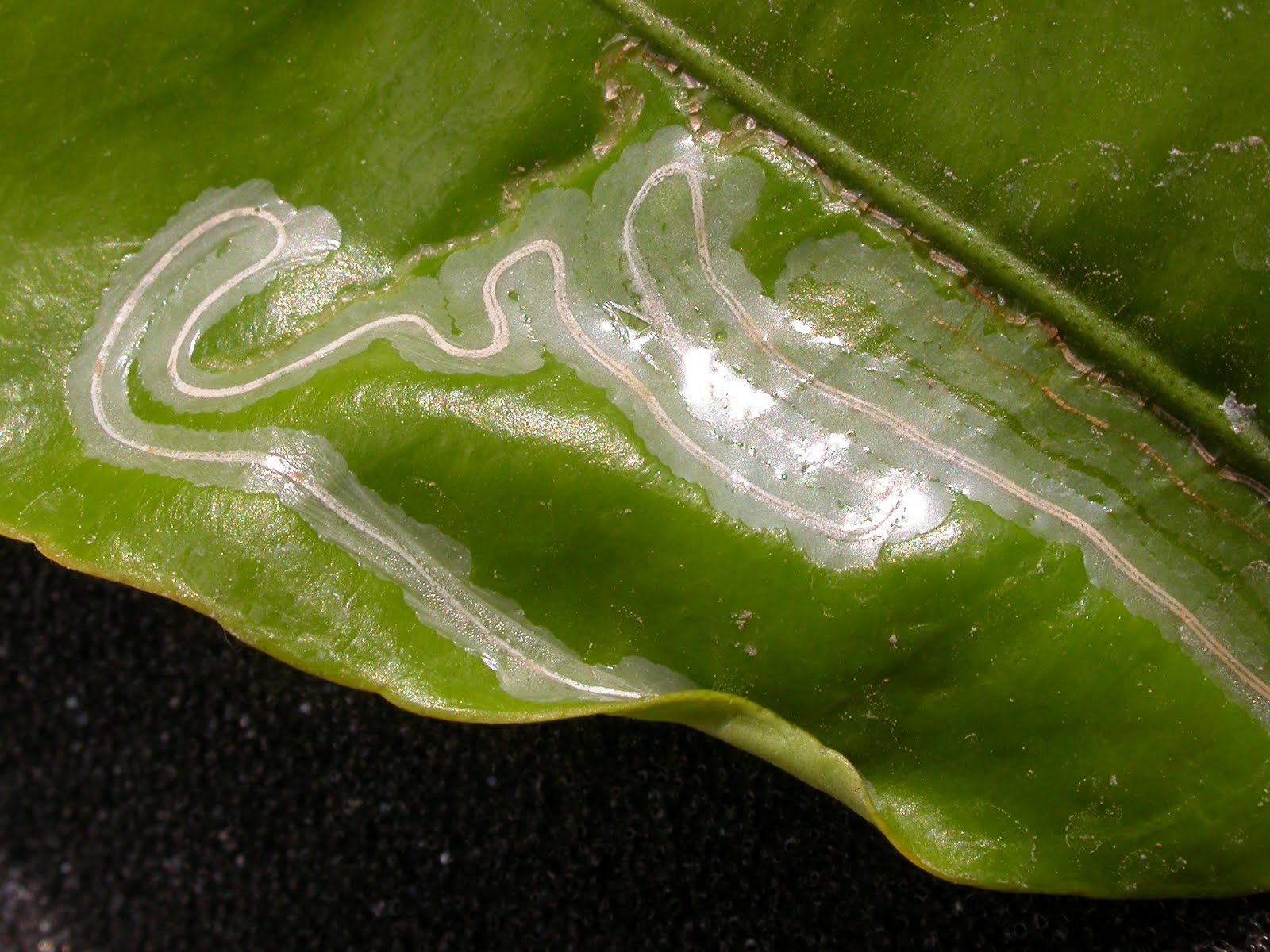 Earth Shattering Gardening Citrus Tree Leaves Are Curling earth-shattering-gardening-citrus-tree-leaves-are-curling