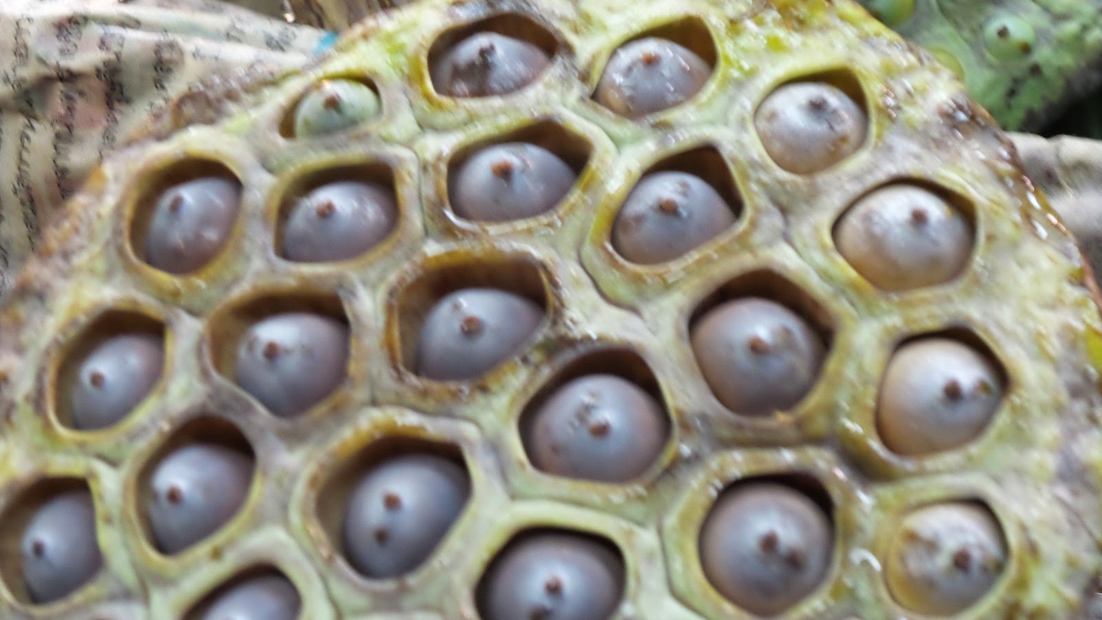 Love is all around: Khasiat Bunga /Buah Teratai