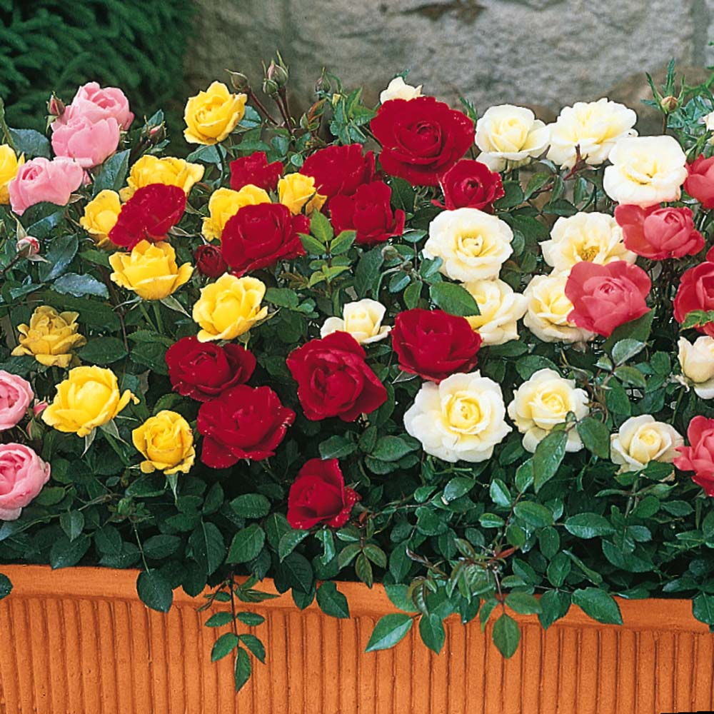 Flowers For Flower Lovers Miniature Roses Pictures flowers-for-flower-lovers-miniature-roses-pictures