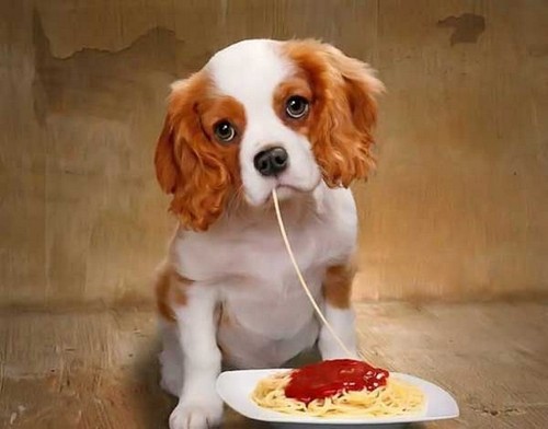 Funniest And Cute Tiny Animals Pets Cute And Docile funniest-and-cute-tiny-animals-pets-cute-and-docile